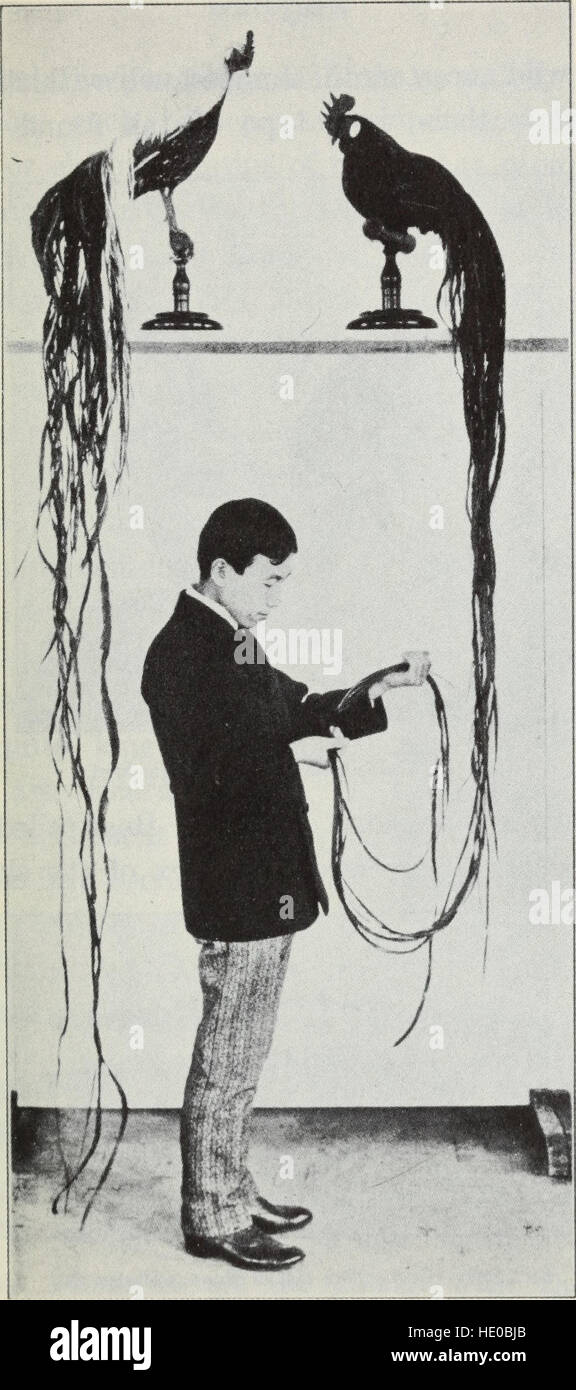 'The Bird, Its Form and Function' (1906) explores the anatomy and ...