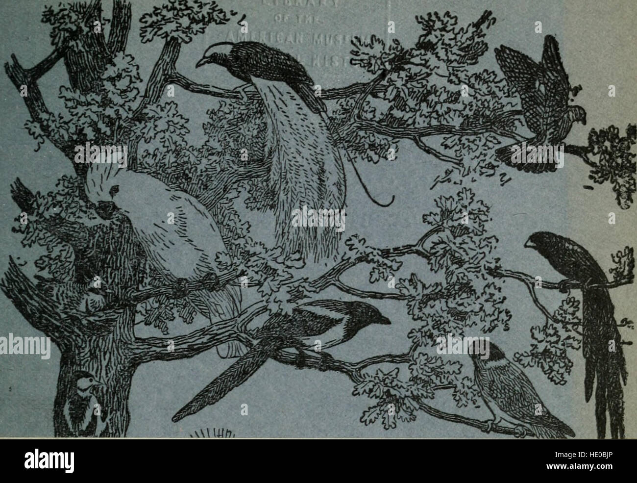 'Bird Notes' (1922) is a publication dedicated to birdwatching ...