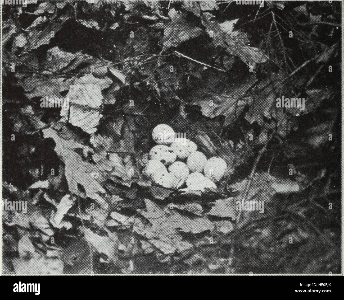 'The Bird, Its Form and Function' (1906) provides an in-depth study of ...