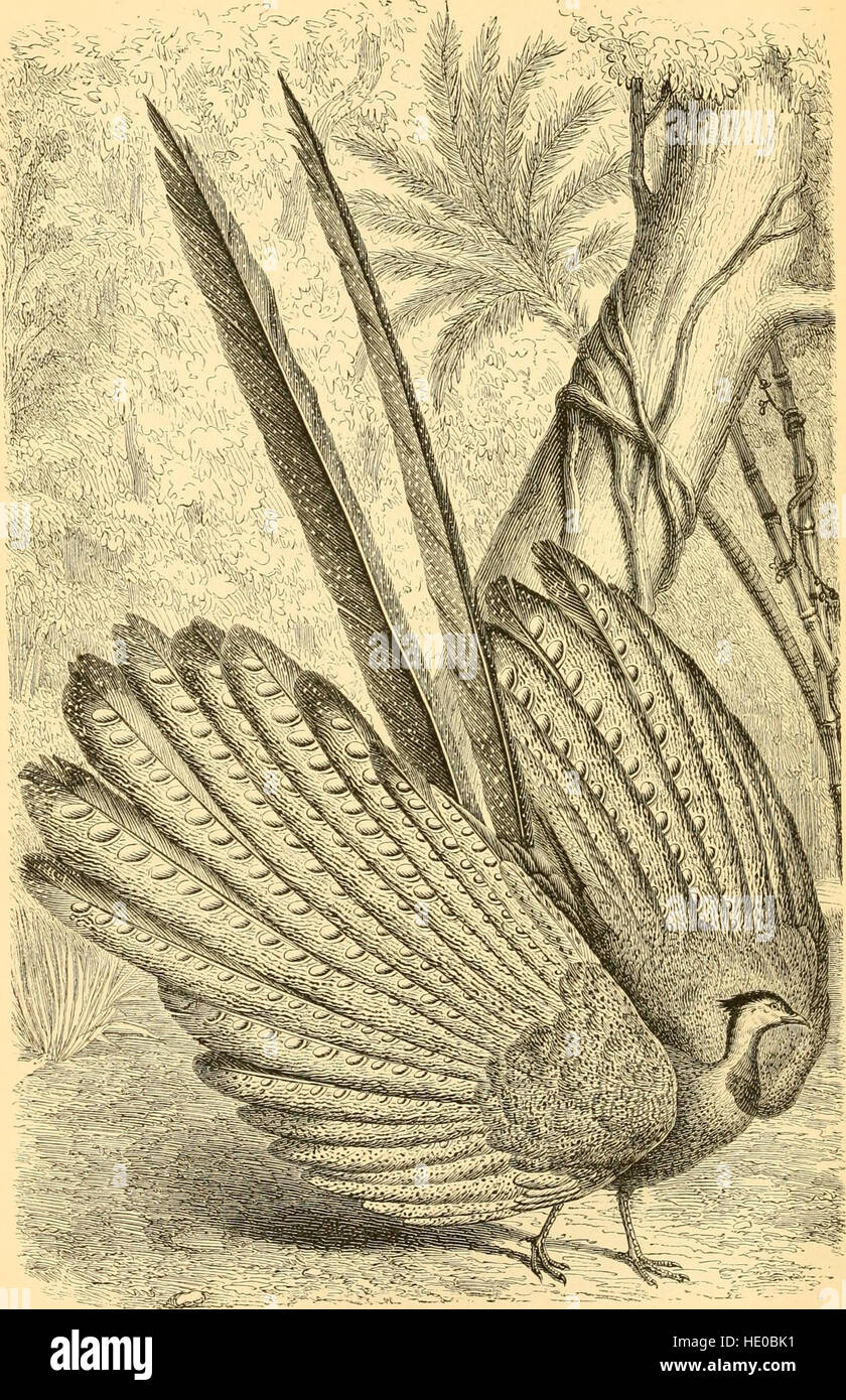 This 1869 work offers a popular account of reptiles and birds, covering ...