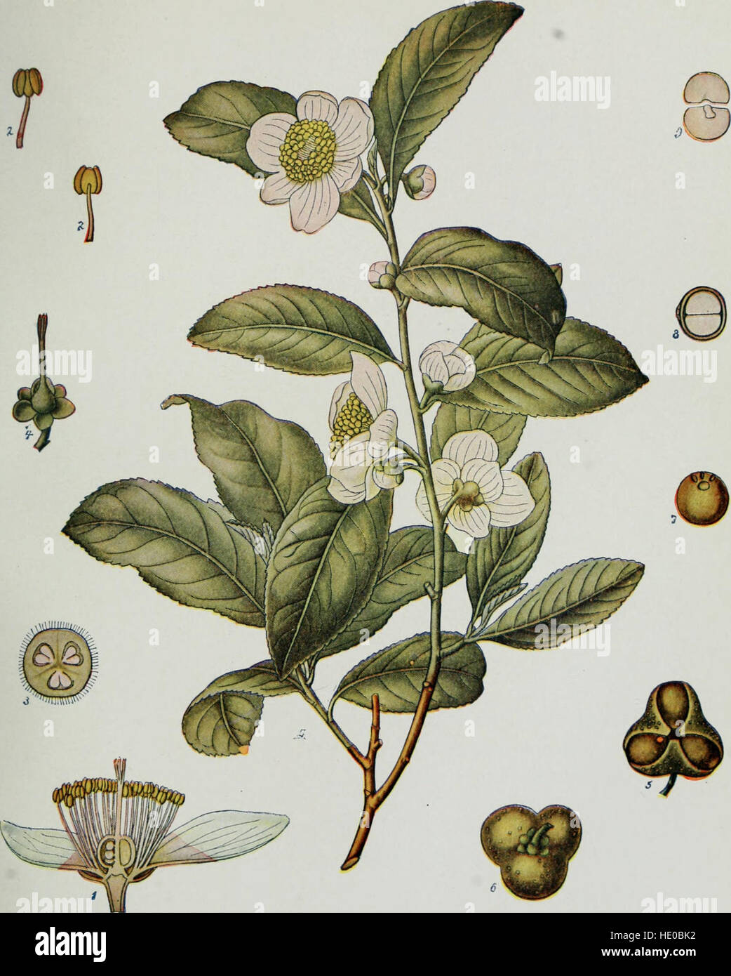 Nature neighbors, embracing birds, plants, animals, minerals, in ...