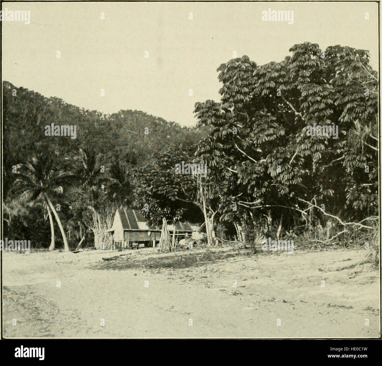 The Australian Museum magazine (1921 Stock Photo - Alamy