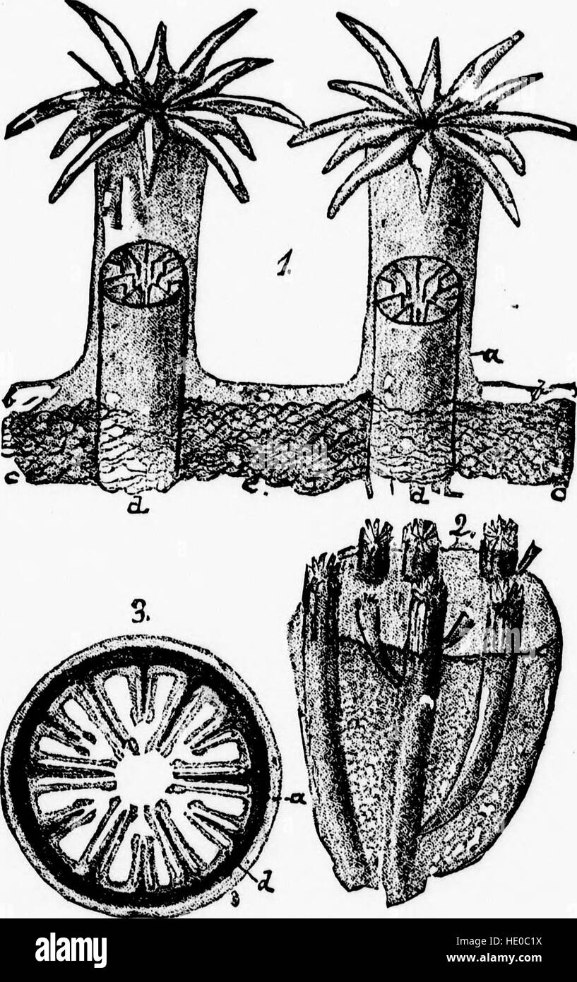 Species examples Black and White Stock Photos & Images - Alamy