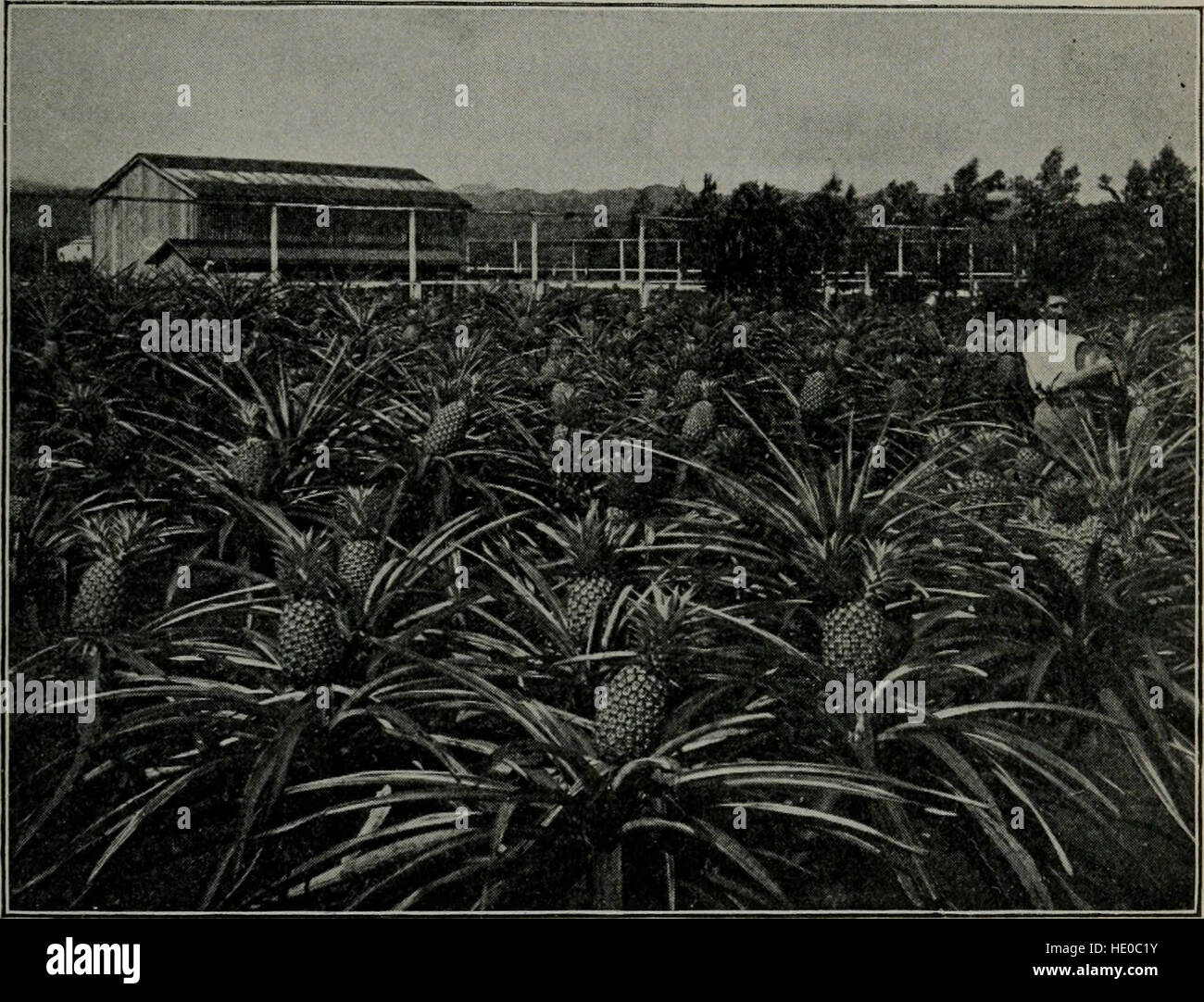 This 1899 book provides an in-depth look at Hawaii’s geography, people ...