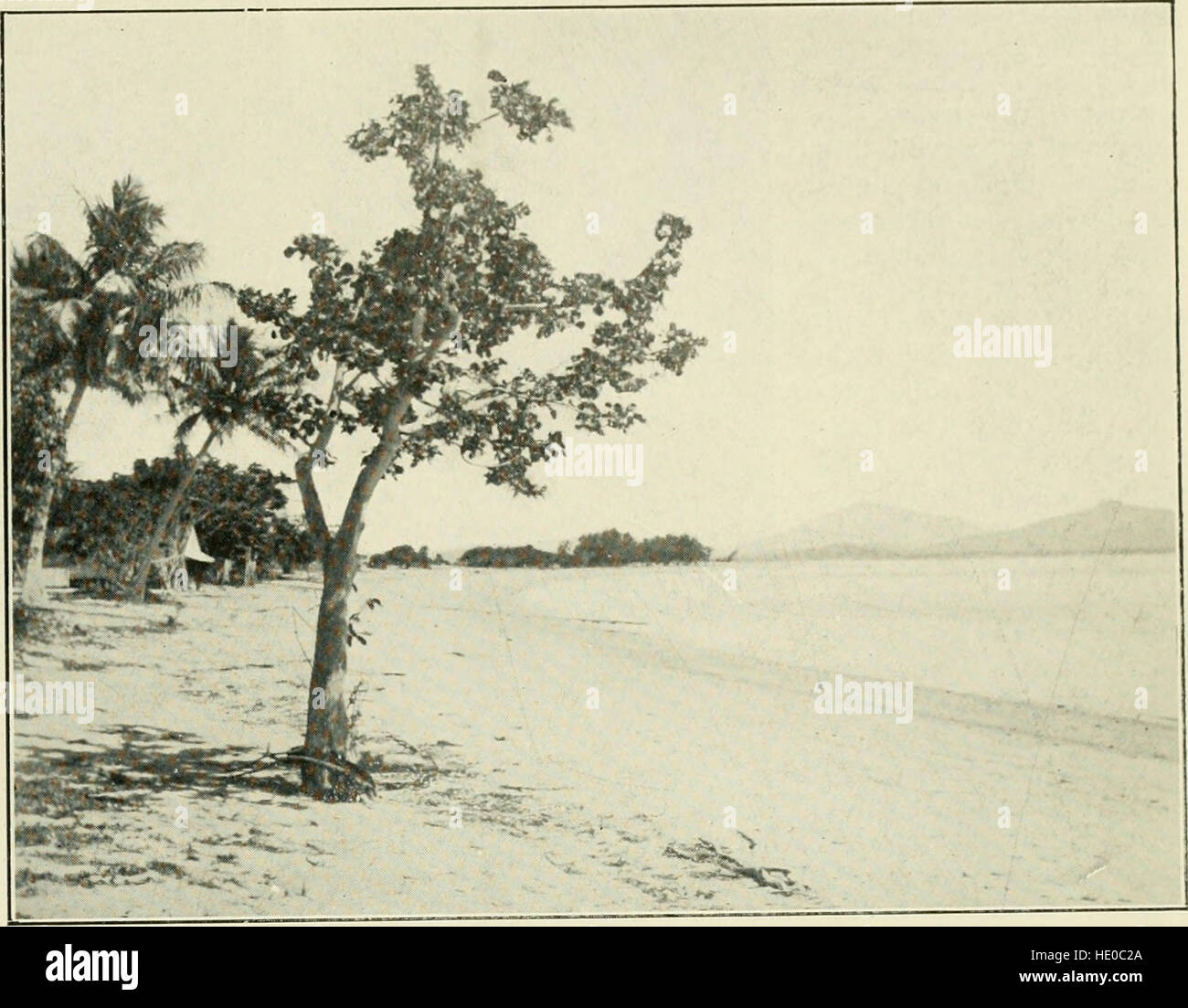 The Australian Museum magazine (1921 Stock Photo - Alamy