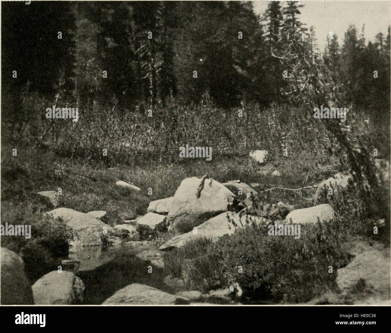 *American Forestry* covers the developments and practices in forestry ...