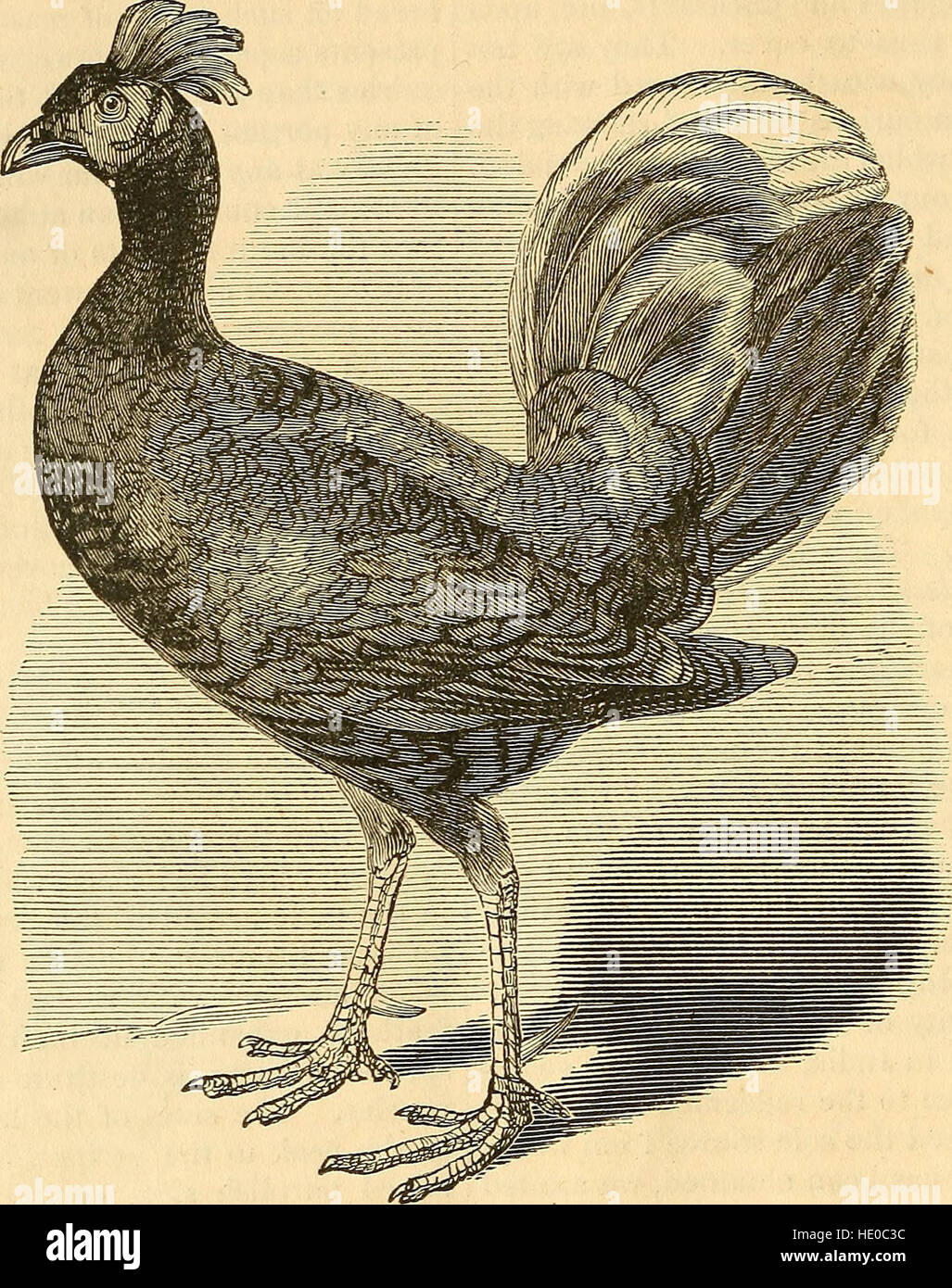 'The American Poulterer's Companion' (1856) serves as a comprehensive ...