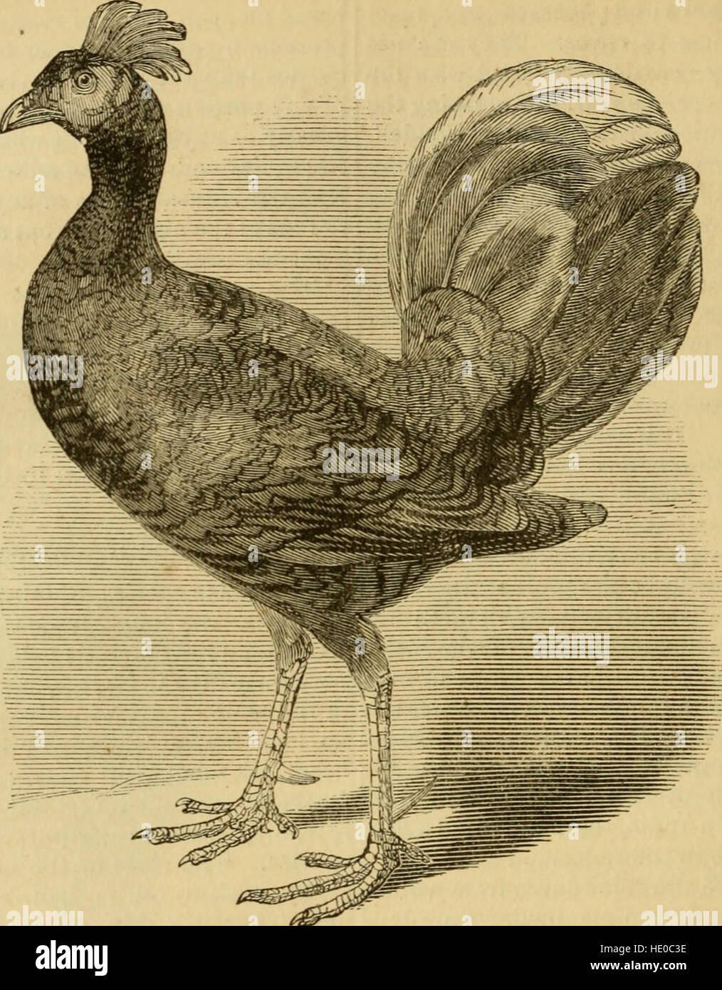 Poulterers hi-res stock photography and images - Alamy