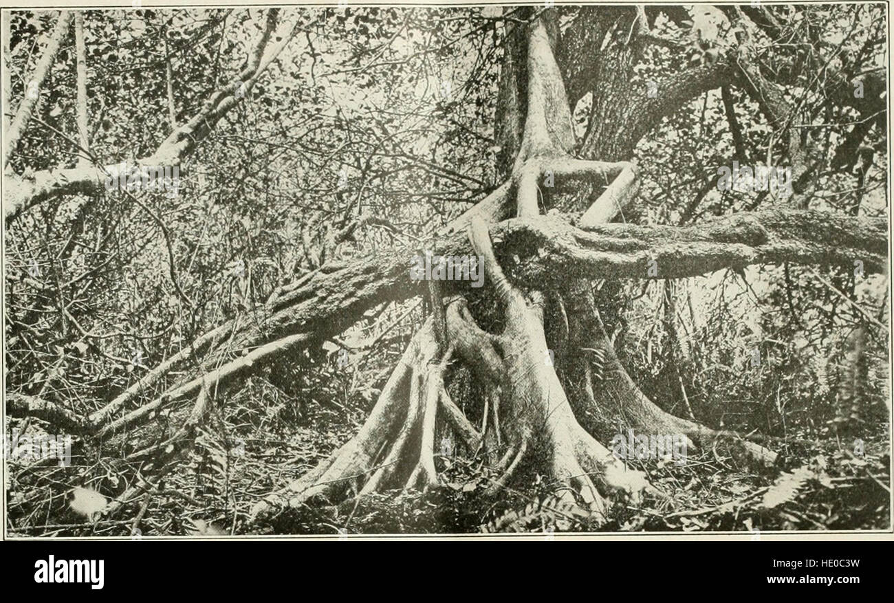 *American Forestry* (1910-1923) is a journal documenting the state of ...