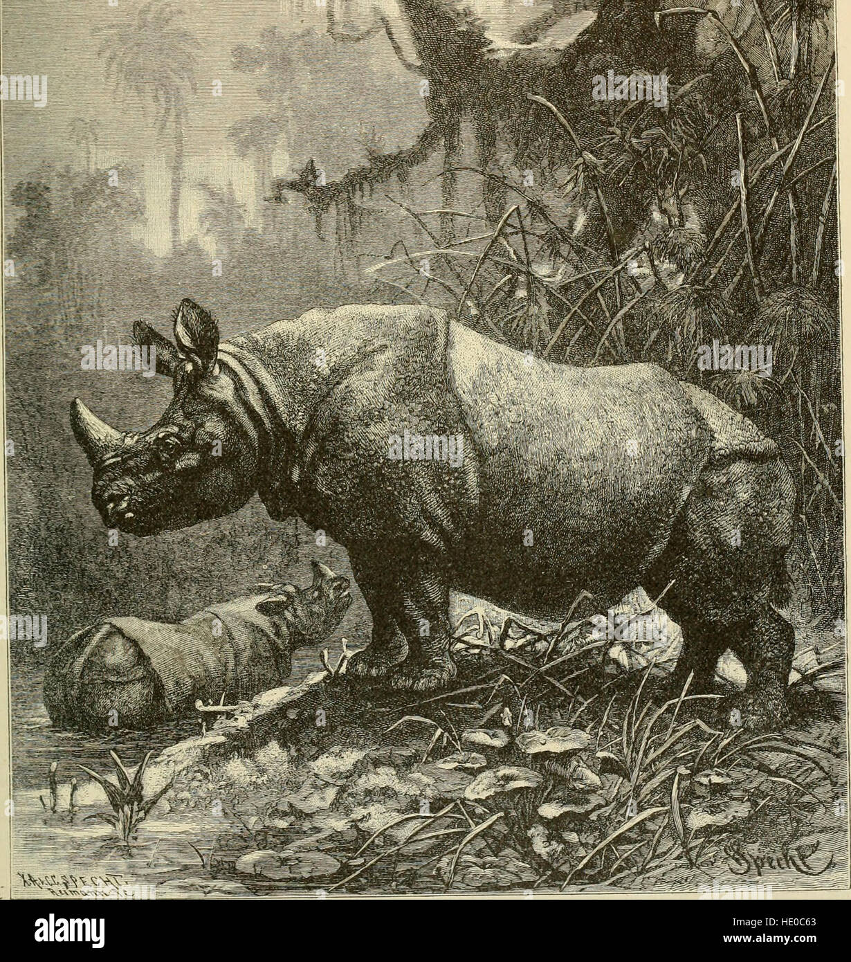 A comprehensive natural history of animals, published in 1895, offering ...