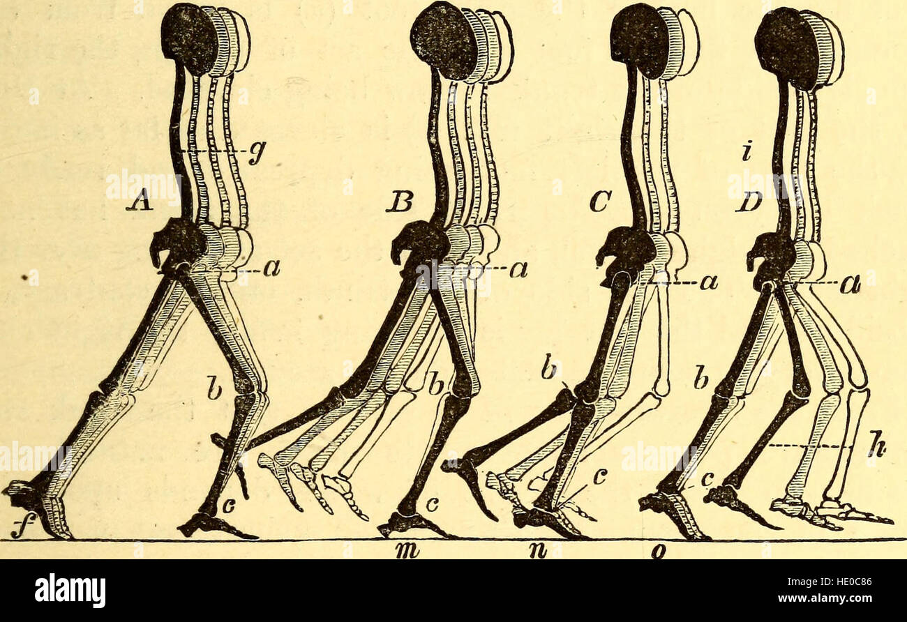 This study of animal locomotion focuses on the mechanics and patterns ...