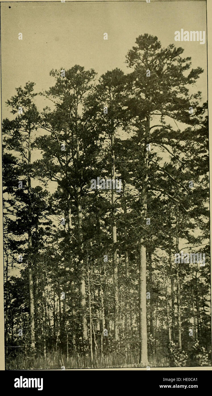 A 1897 work detailing the timber trees and forests of North Carolina ...