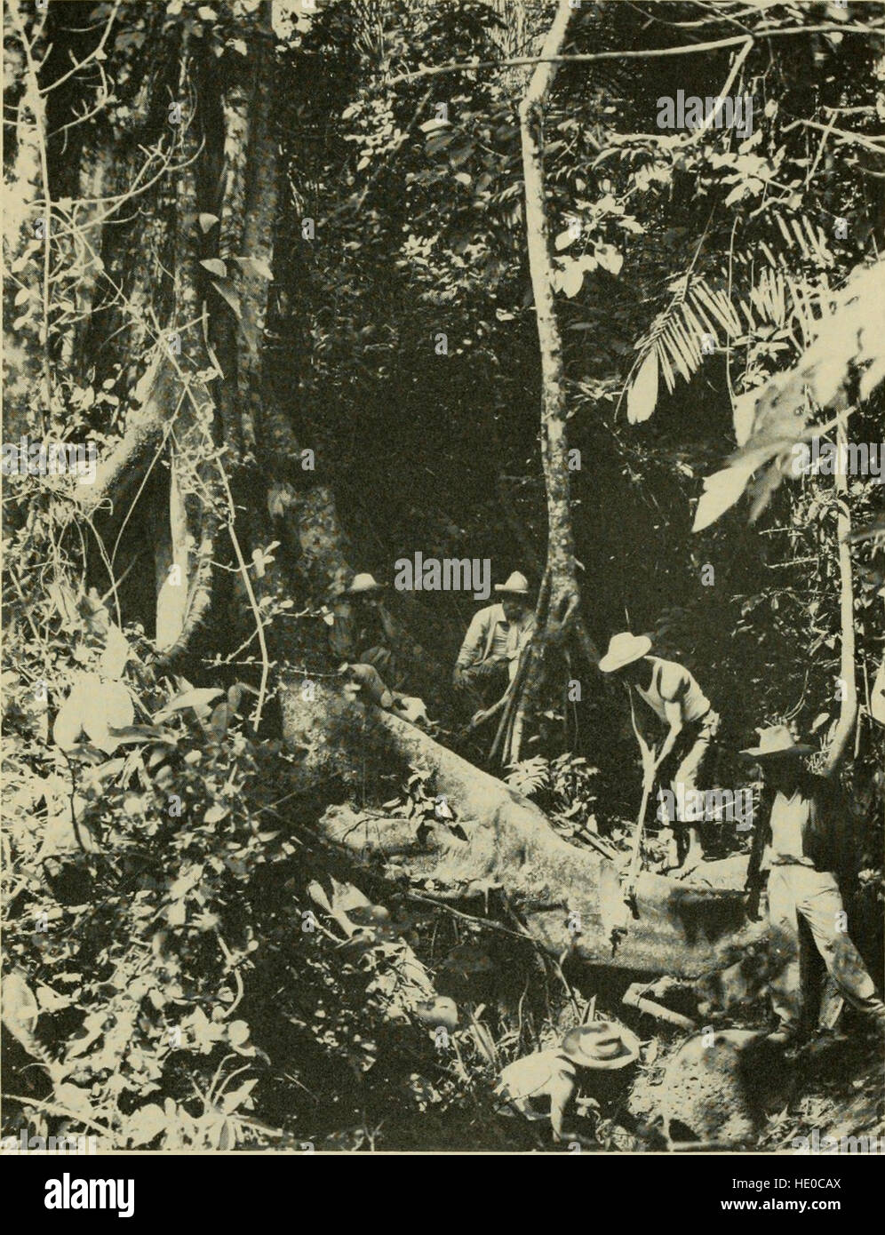 The *Bulletin* (1955) is a periodical publication providing updates ...