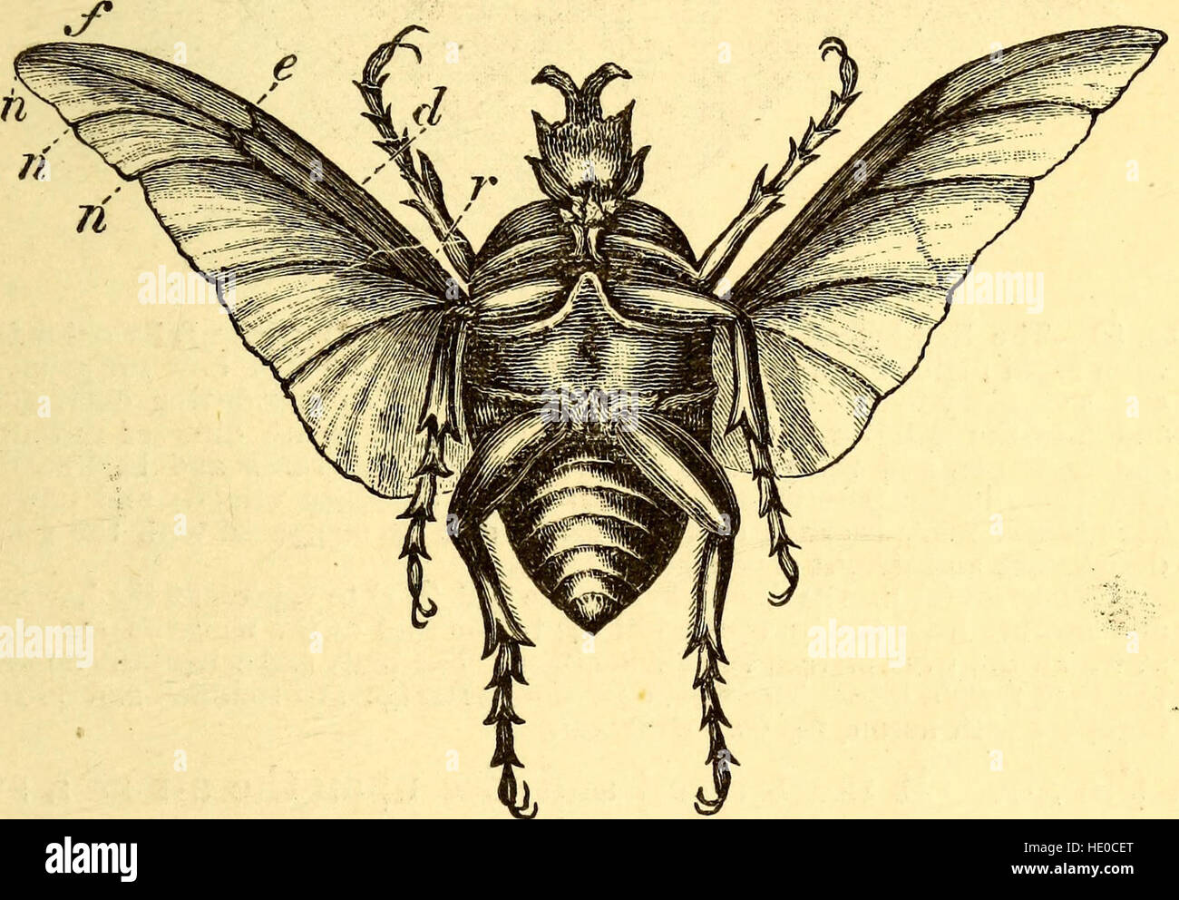 This 1874 work explores the mechanics of animal locomotion, including ...