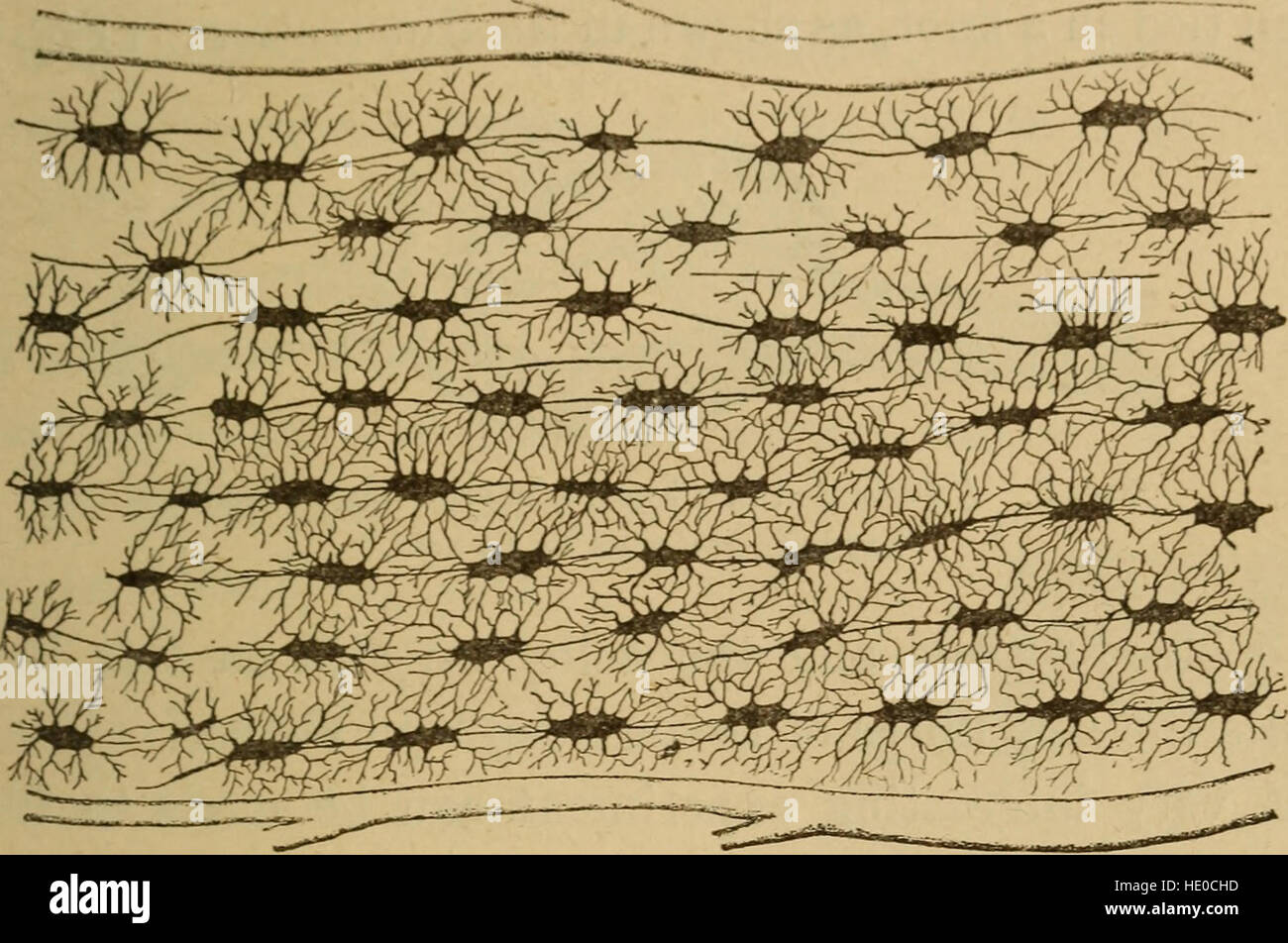 This 1889 textbook covers essential topics in anatomy, physiology ...