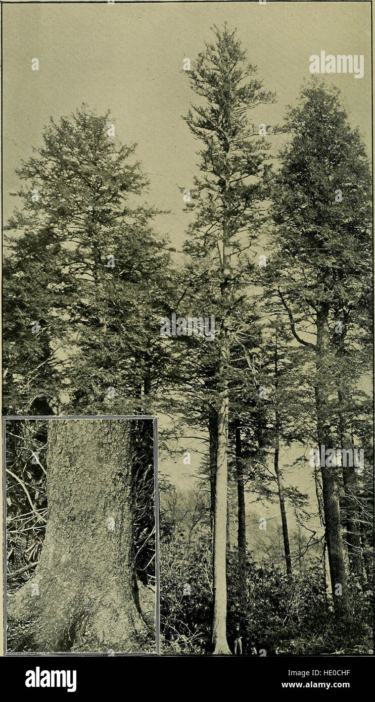This 1897 publication covers the timber trees and forests of North ...