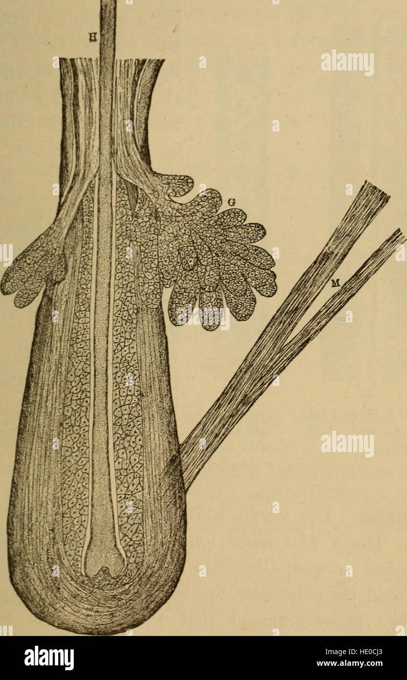 This 1889 textbook educates students on human anatomy, physiology ...