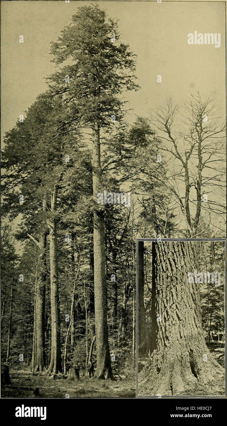 A 1897 work documenting the timber trees and forests of North Carolina ...