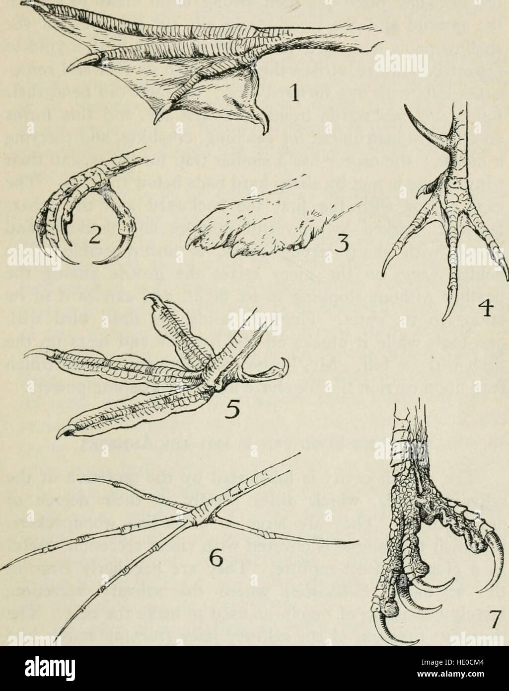 *The Biology of Birds* (1923) examines avian biology, including bird ...
