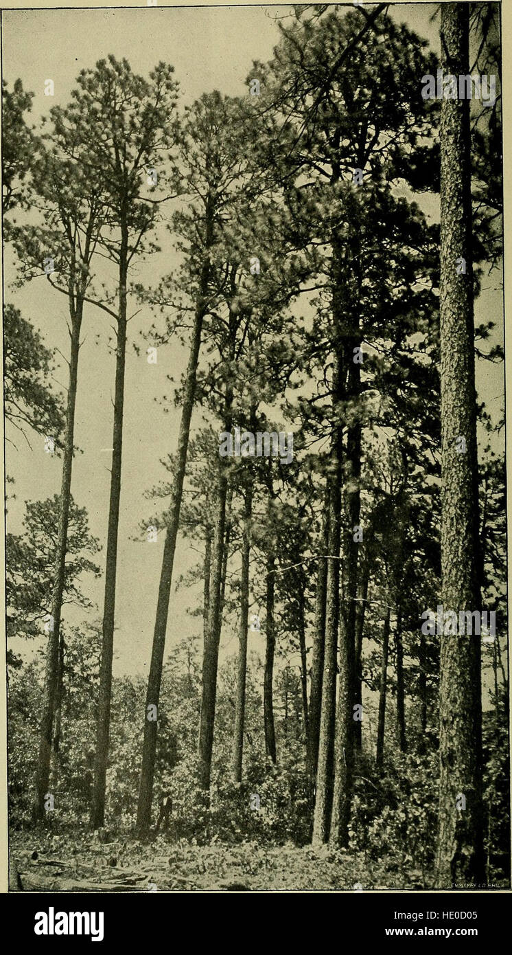 This 1897 work provides a comprehensive study of timber trees and ...