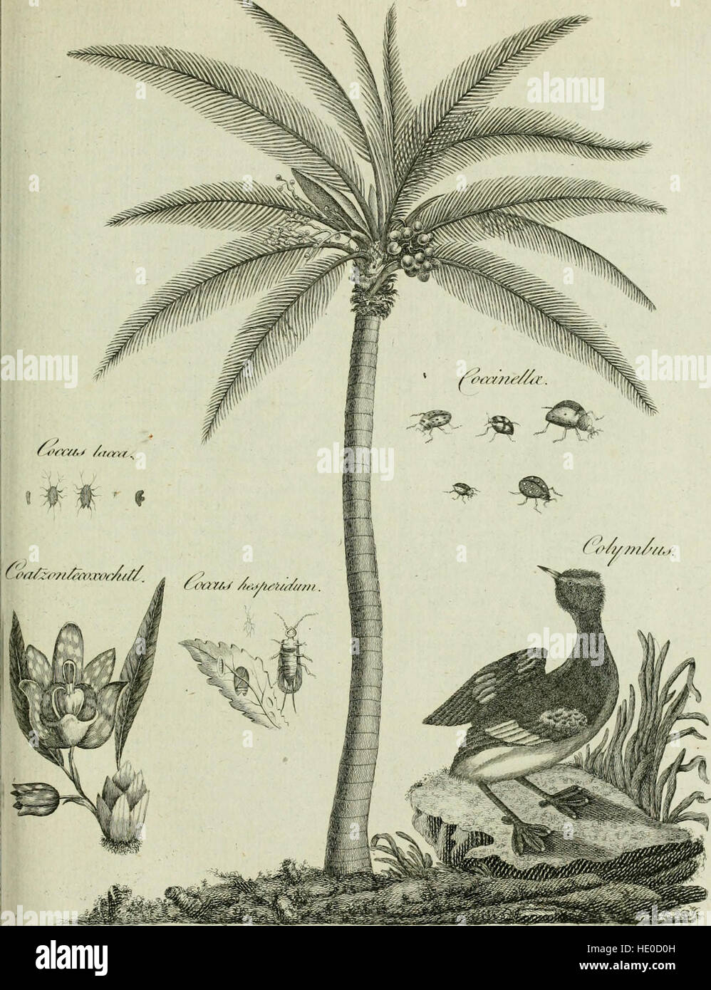 This 1910 edition of *Encyclopædia Britannica* is a comprehensive ...