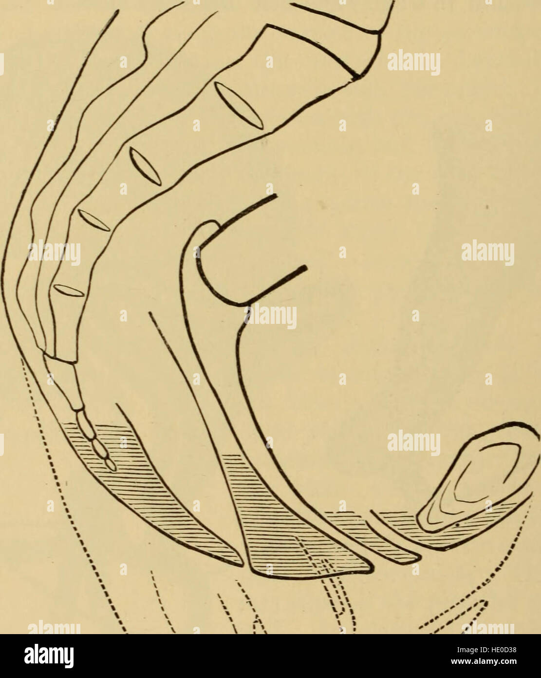 *Diseases of Women* (1899) is a clinical reference for the diagnosis ...