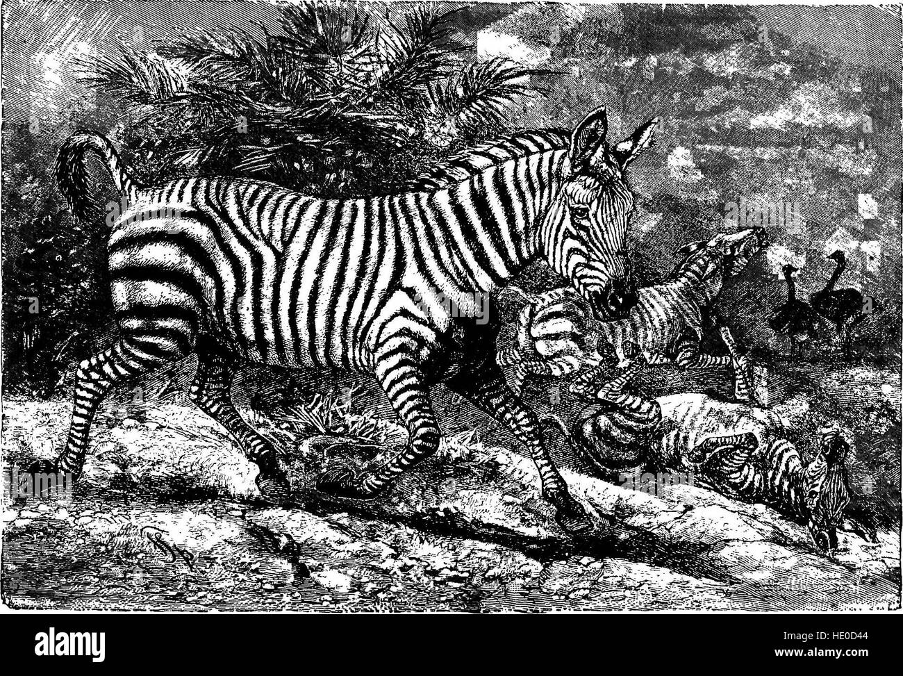 *The Animals of the World. Brehm's Life of Animals* (1895) is a ...