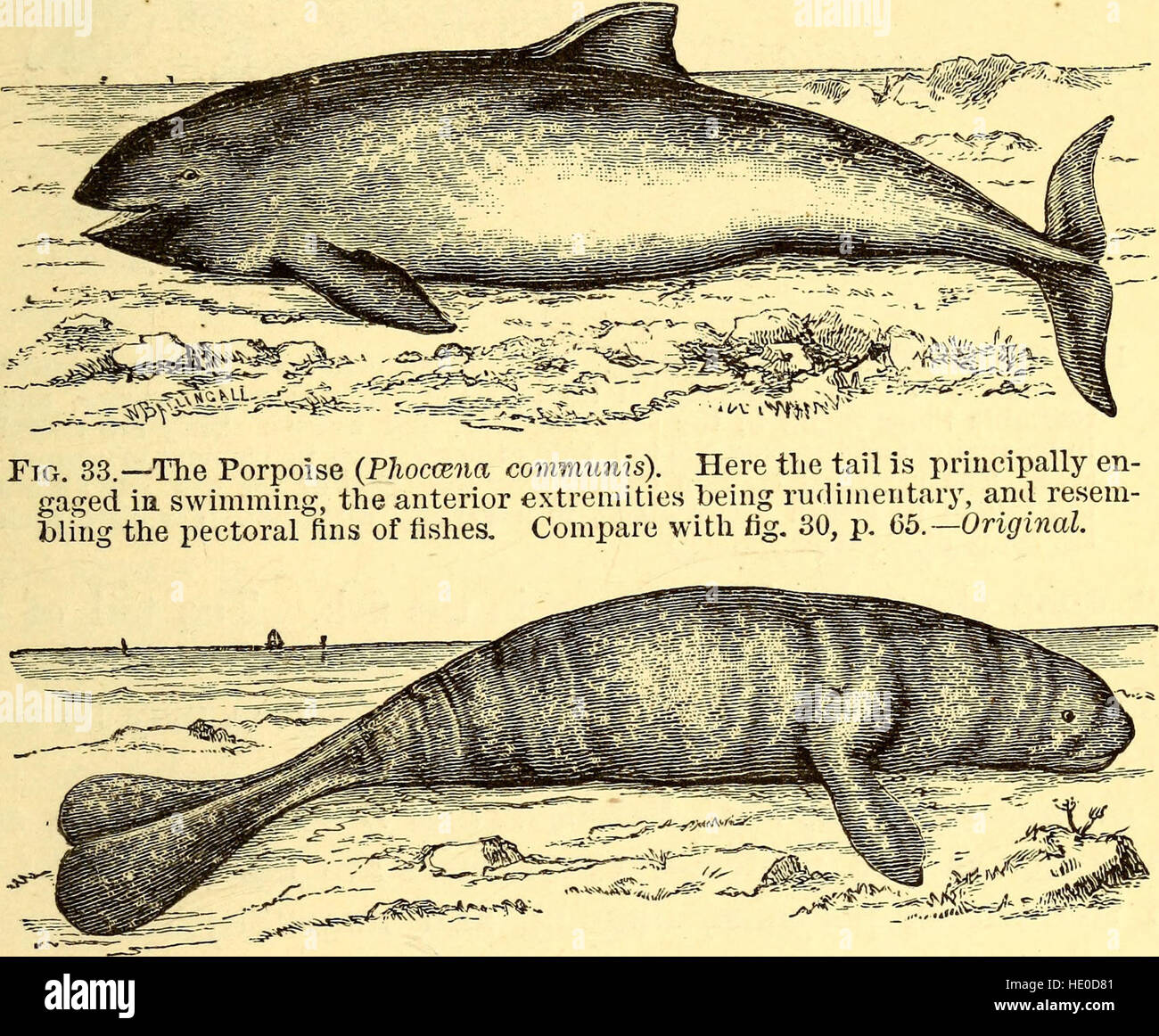 This study focuses on the mechanics and behavior of animals while ...