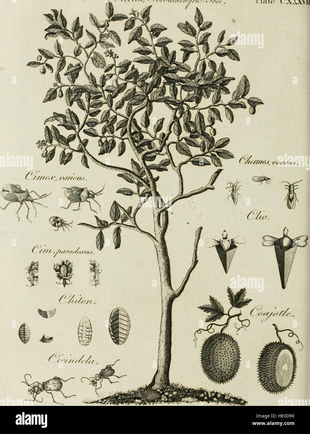 The Encyclopædia Britannica, a comprehensive reference work, offers ...