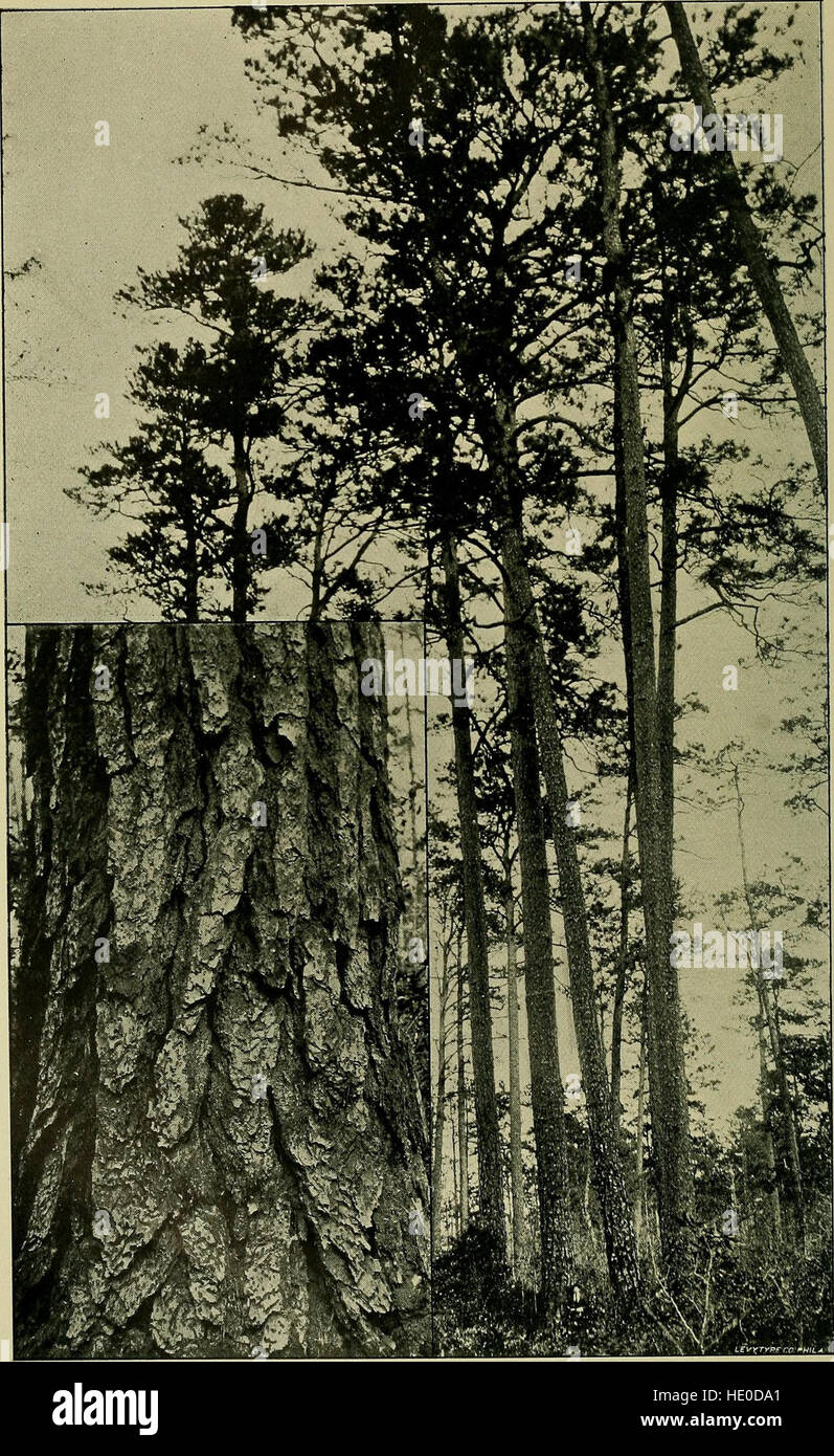 *Timber Trees and Forests of North Carolina* (1897) provides an ...
