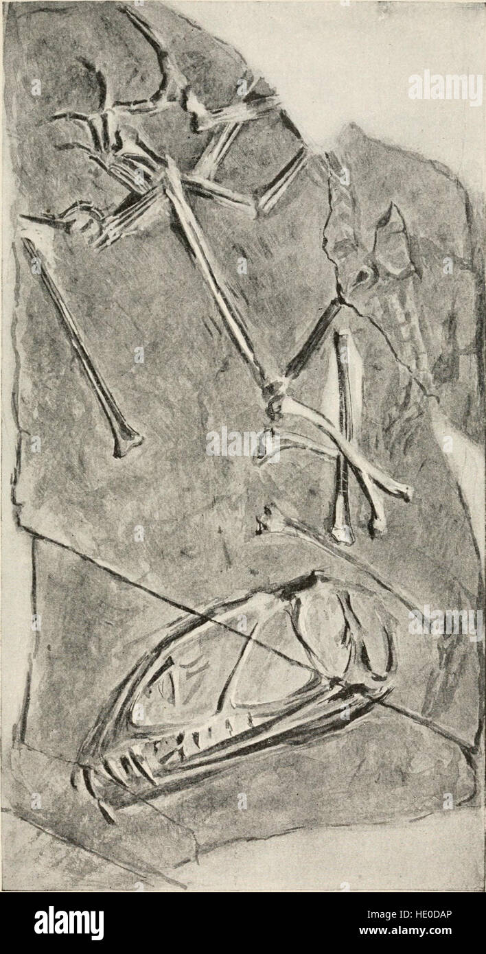 'Evolution and Animal Life' (1907) presents an introduction to the ...