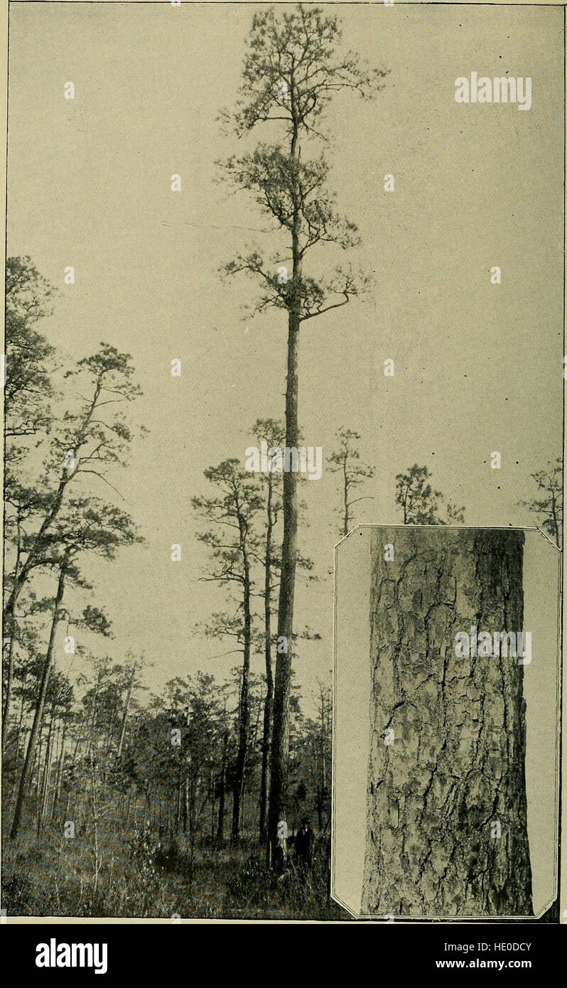 This 1897 work provides a comprehensive survey of the timber trees and ...