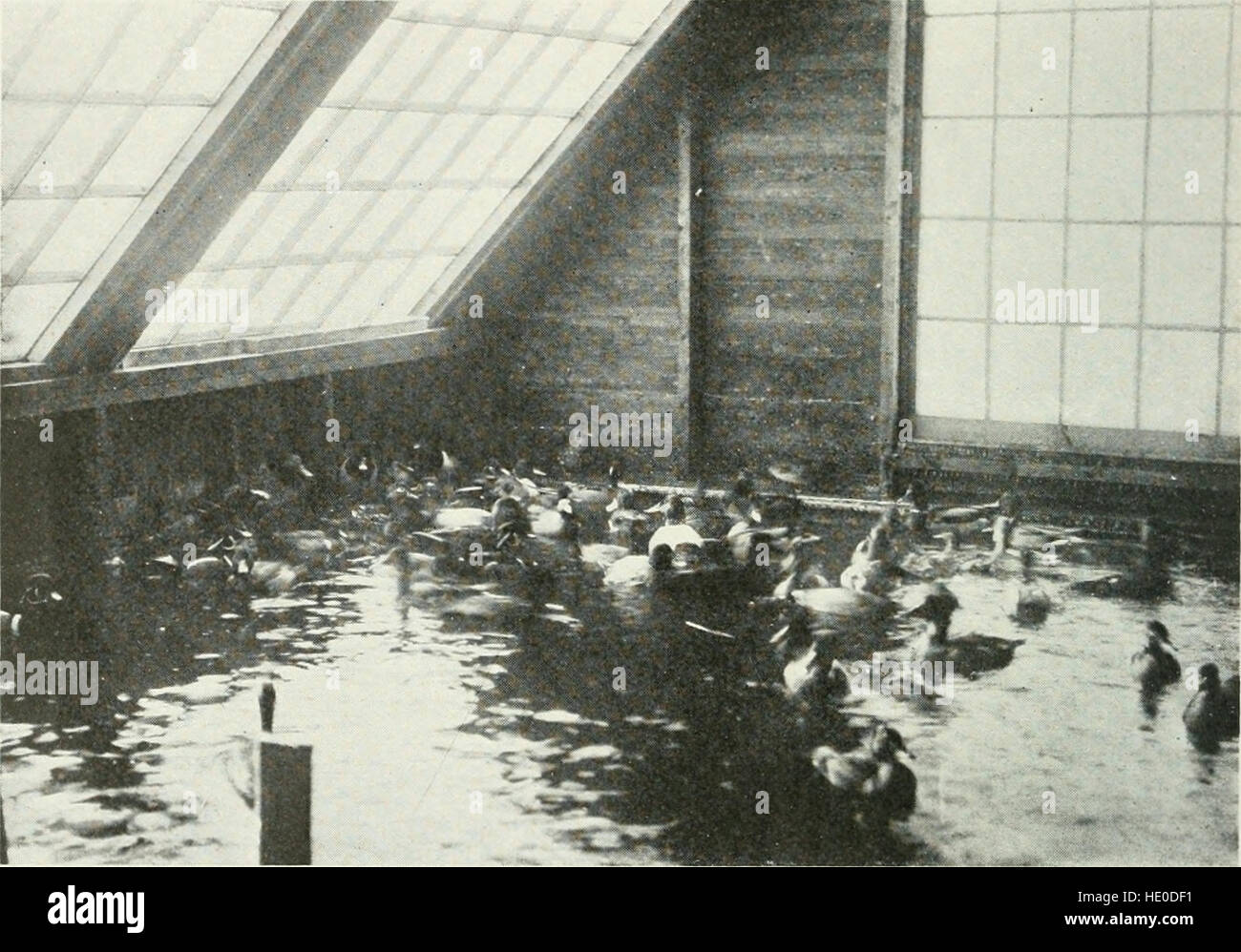 *Bird-lore* (1917) is a periodical dedicated to birdwatching and the ...