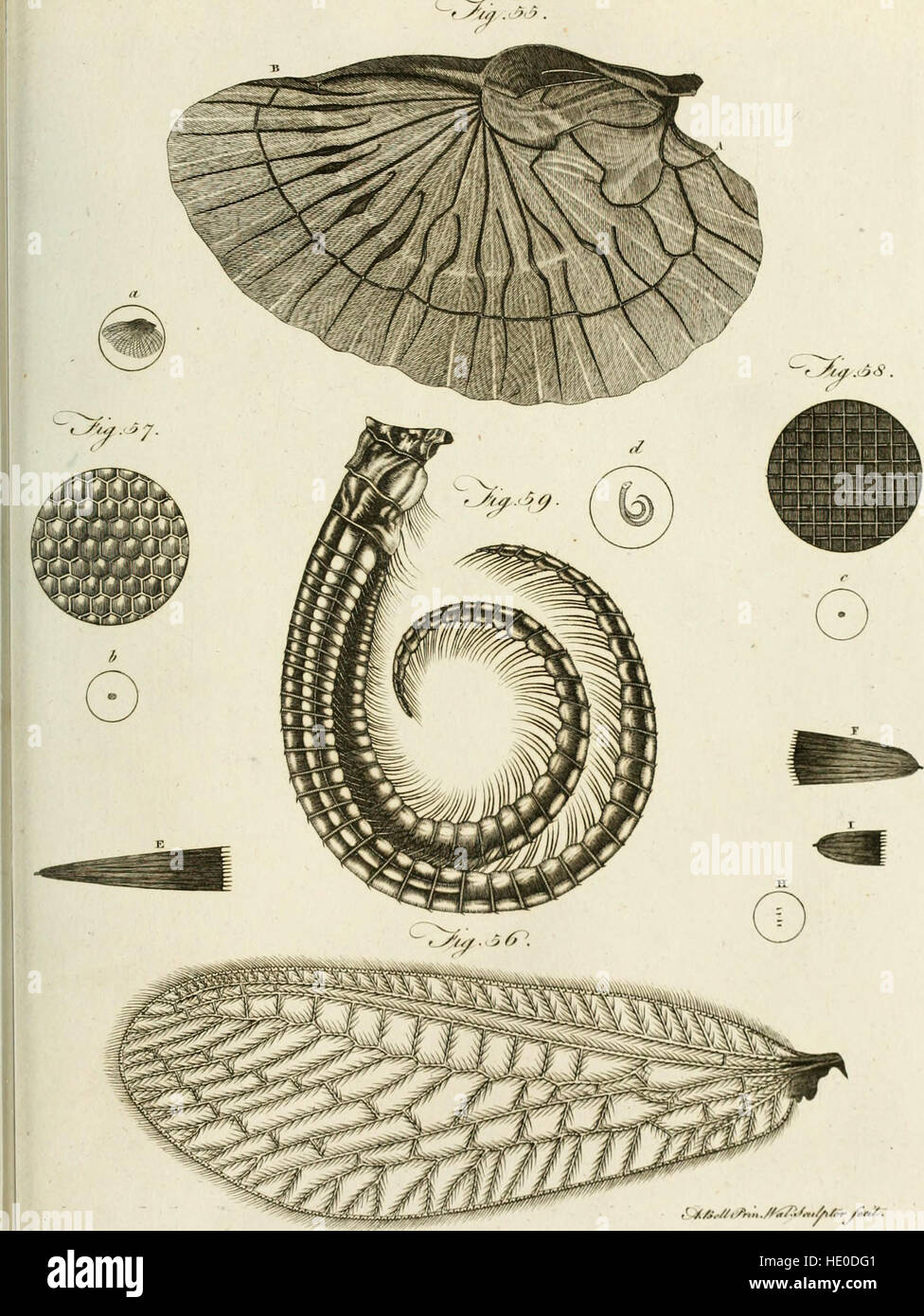 *Encyclopædia Britannica* is a comprehensive reference work, offering ...