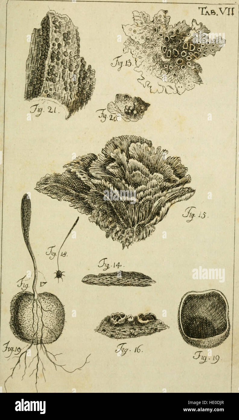 This 1787 botanical work by Carl Ludwig Willdenow, titled *Florae ...