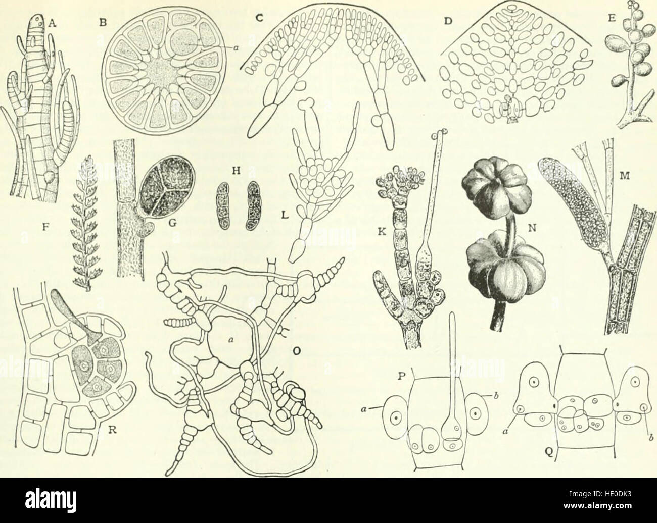 The 1910 edition of the Encyclopædia Britannica is a comprehensive ...