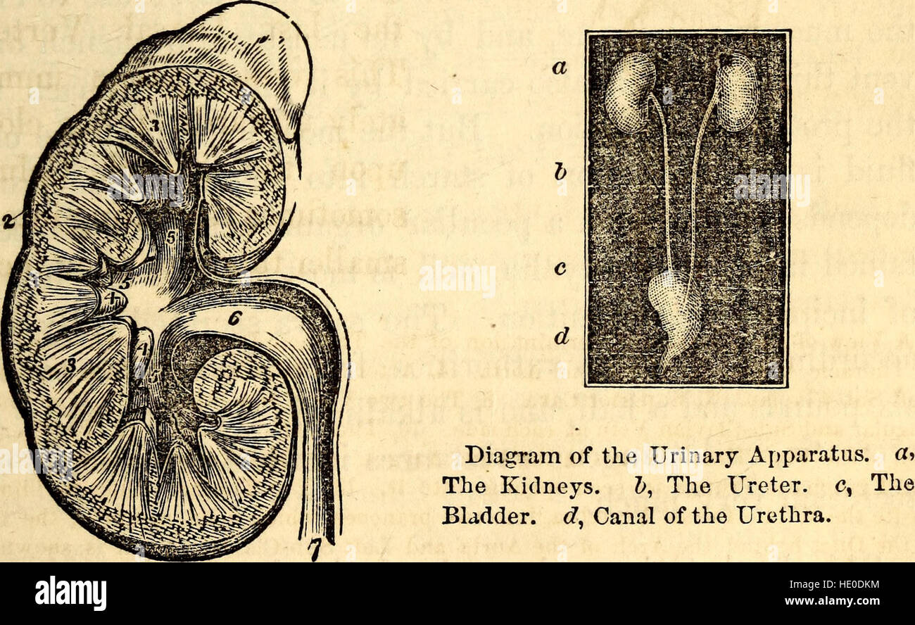 This textbook provides foundational knowledge of anatomy and physiology ...
