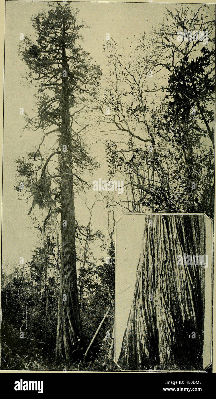 Timber trees and forests of North Carolina (1897 Stock Photo - Alamy