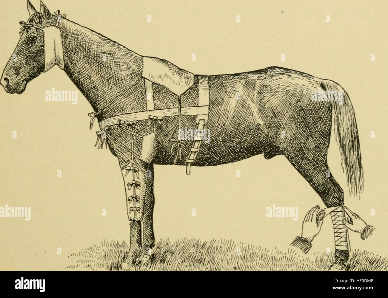 This 1906 publication examines the history and design of horses ...