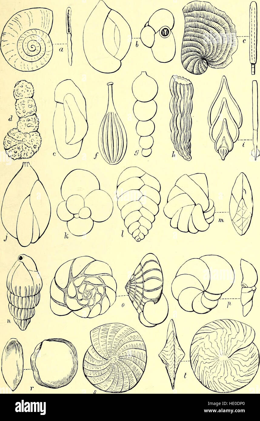This guide, published in 1907, offers a detailed examination of fossil ...
