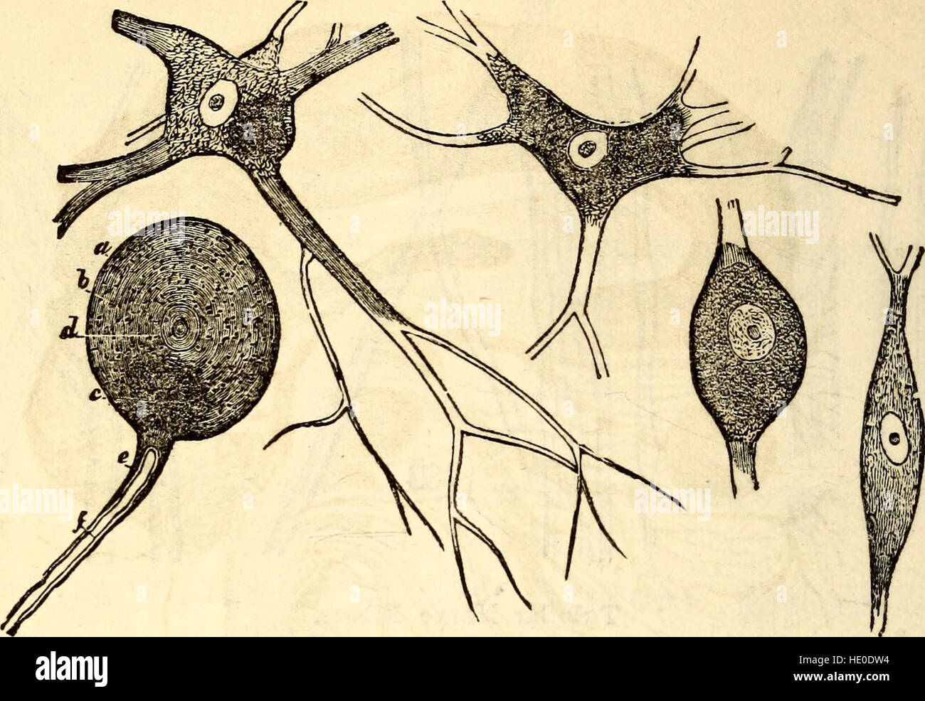 This textbook provides an introductory overview of human anatomy and ...