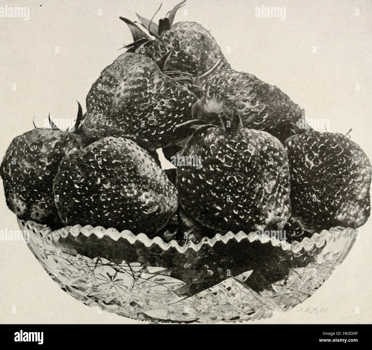A comprehensive guide from 1918 detailing strawberry cultivation ...