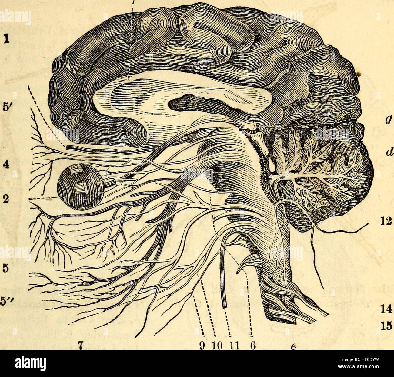 A textbook on basic anatomy and physiology, designed for students in ...