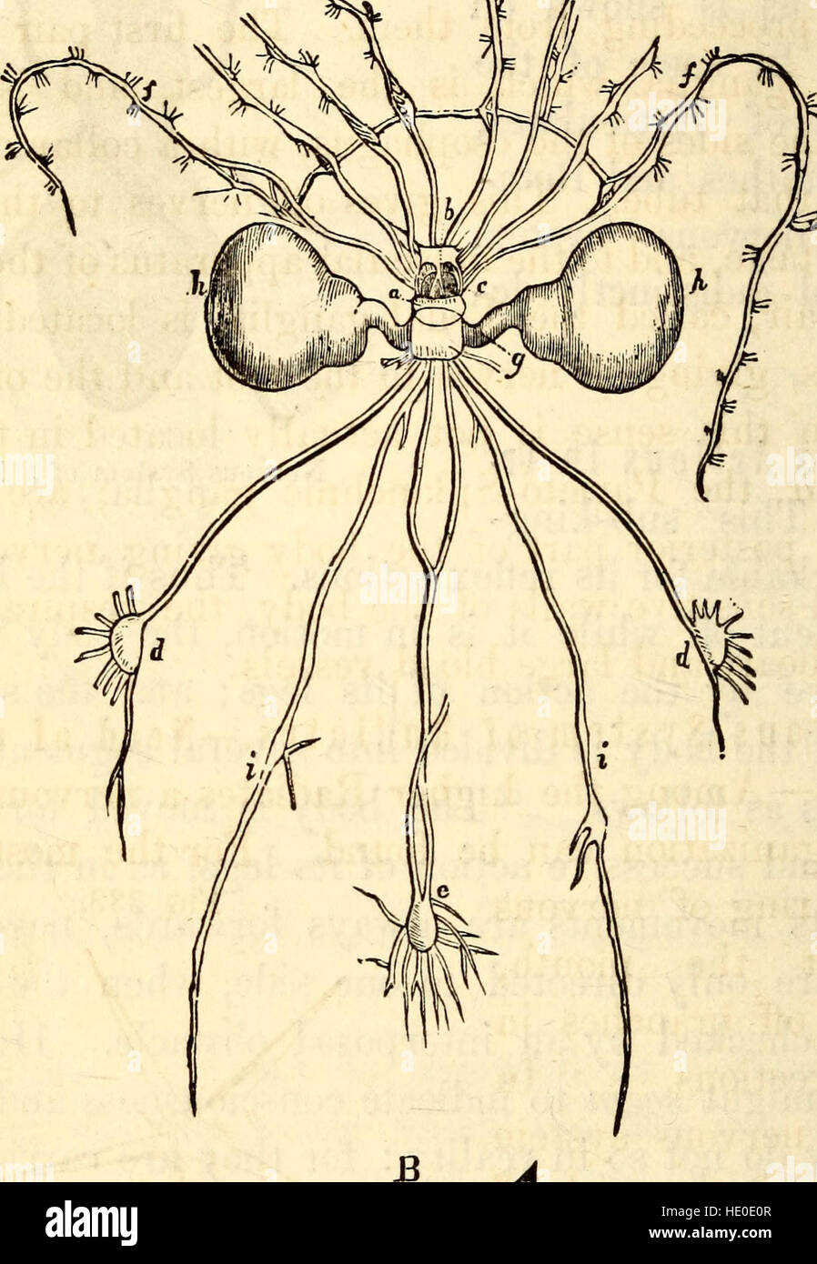 This 1869 textbook provides foundational knowledge in anatomy and ...