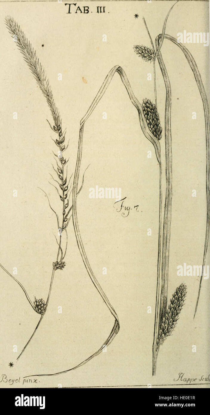Carl linnaeus plant classification hi-res stock photography and images ...