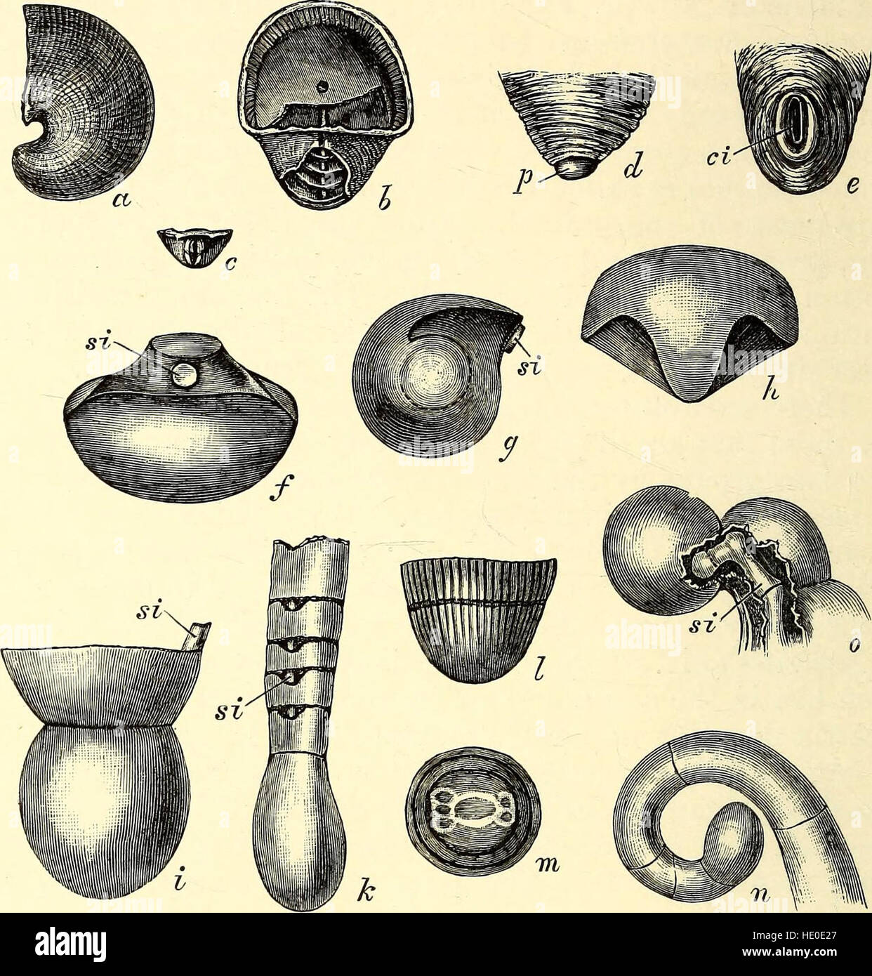 This 1907 guide provides an overview of fossil invertebrate animals in ...
