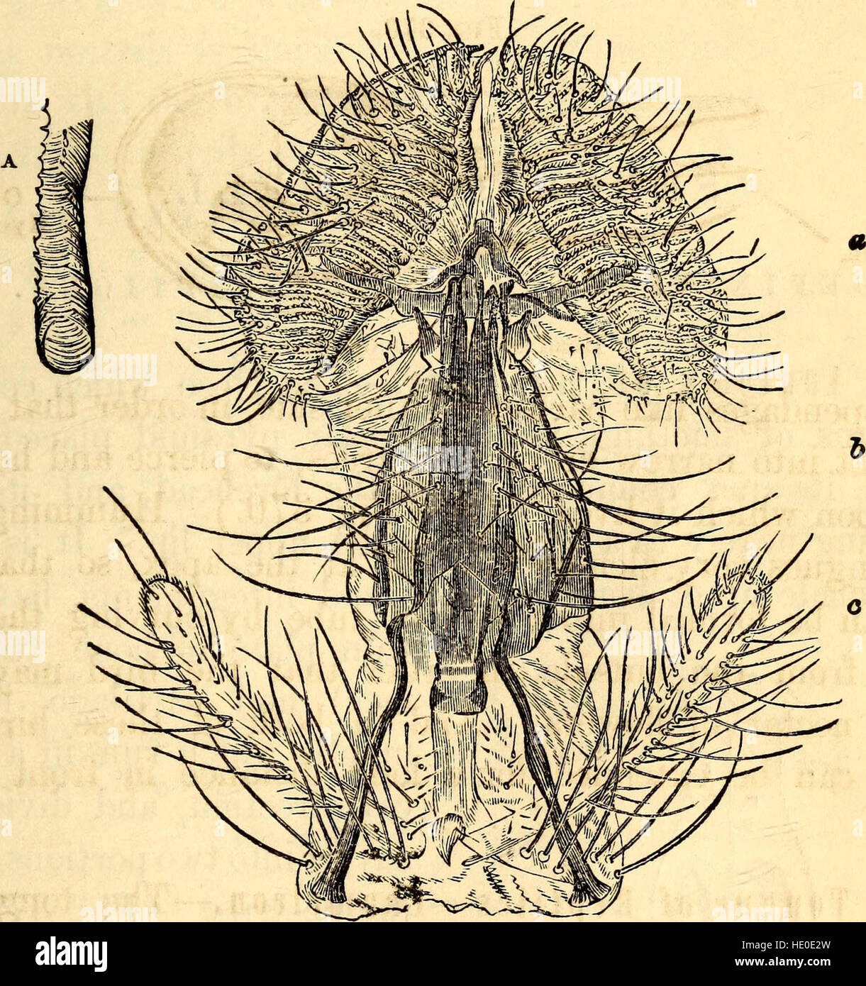 This 1869 educational text covers the basic principles of human anatomy ...