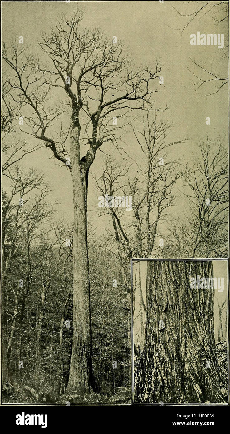 *Timber Trees and Forests of North Carolina* (1897) is a comprehensive ...