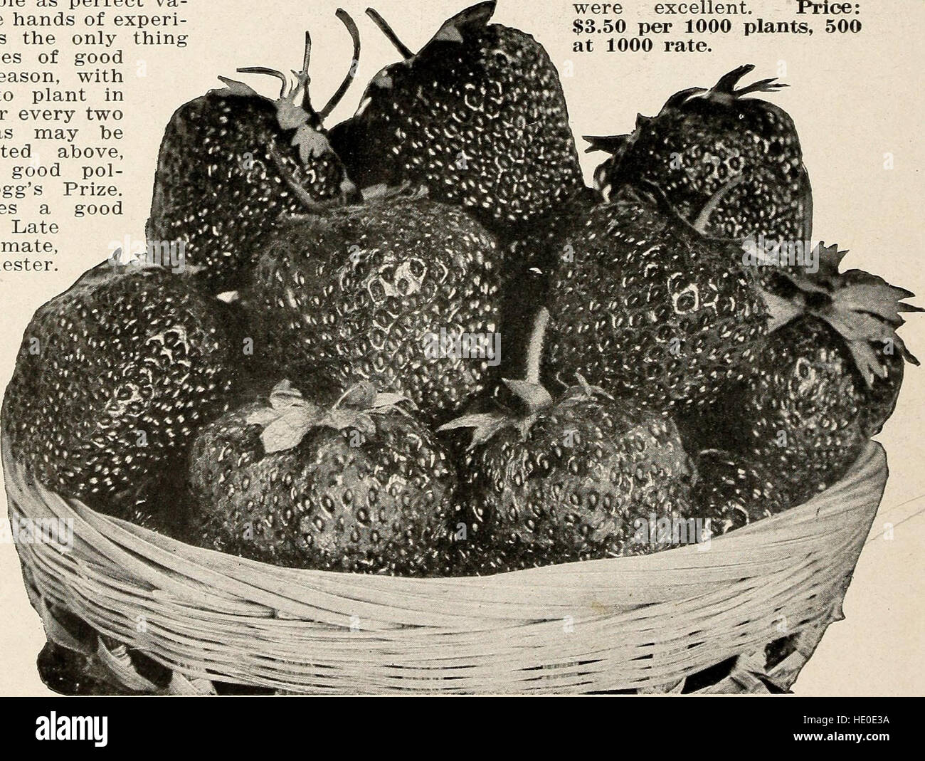 A 1918 catalog detailing various strawberry varieties and providing ...
