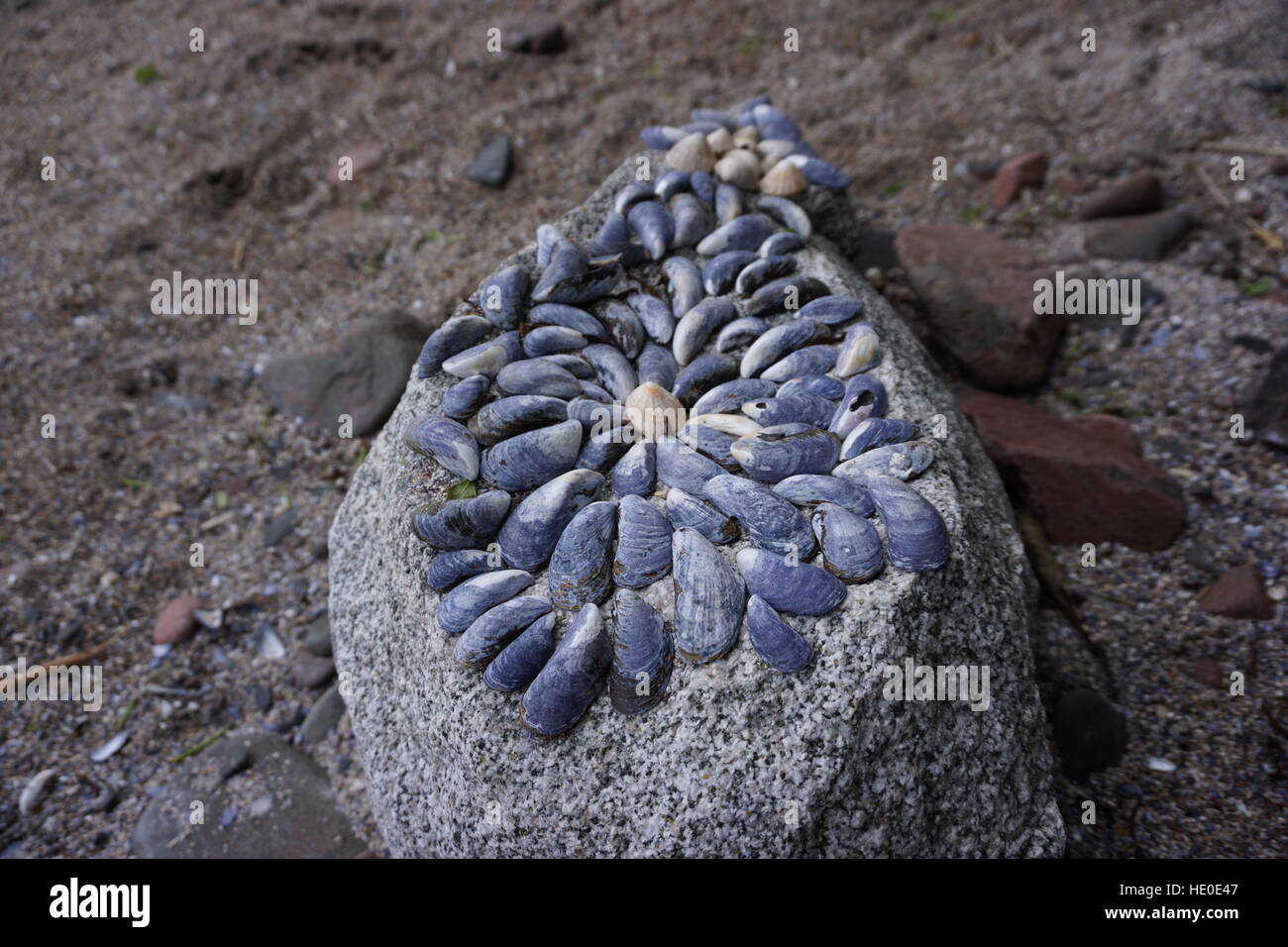 Shells on a rock Stock Photo - Alamy